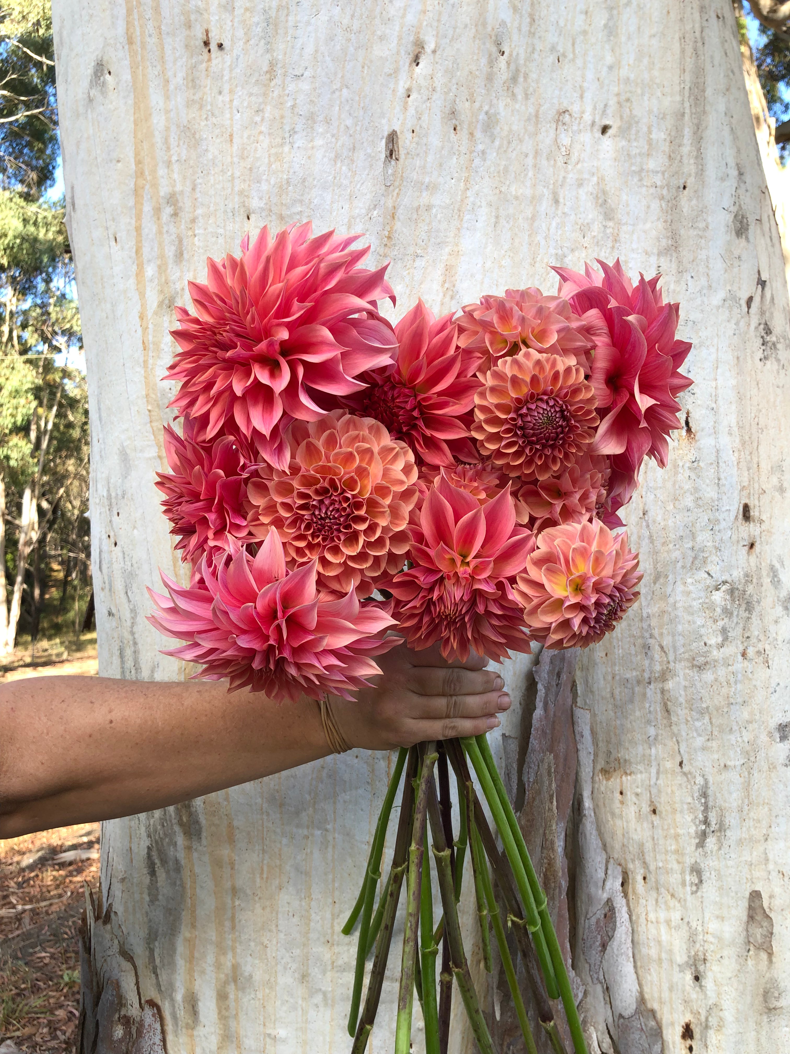 Fresh Blooms – seeoneehillsflowers
