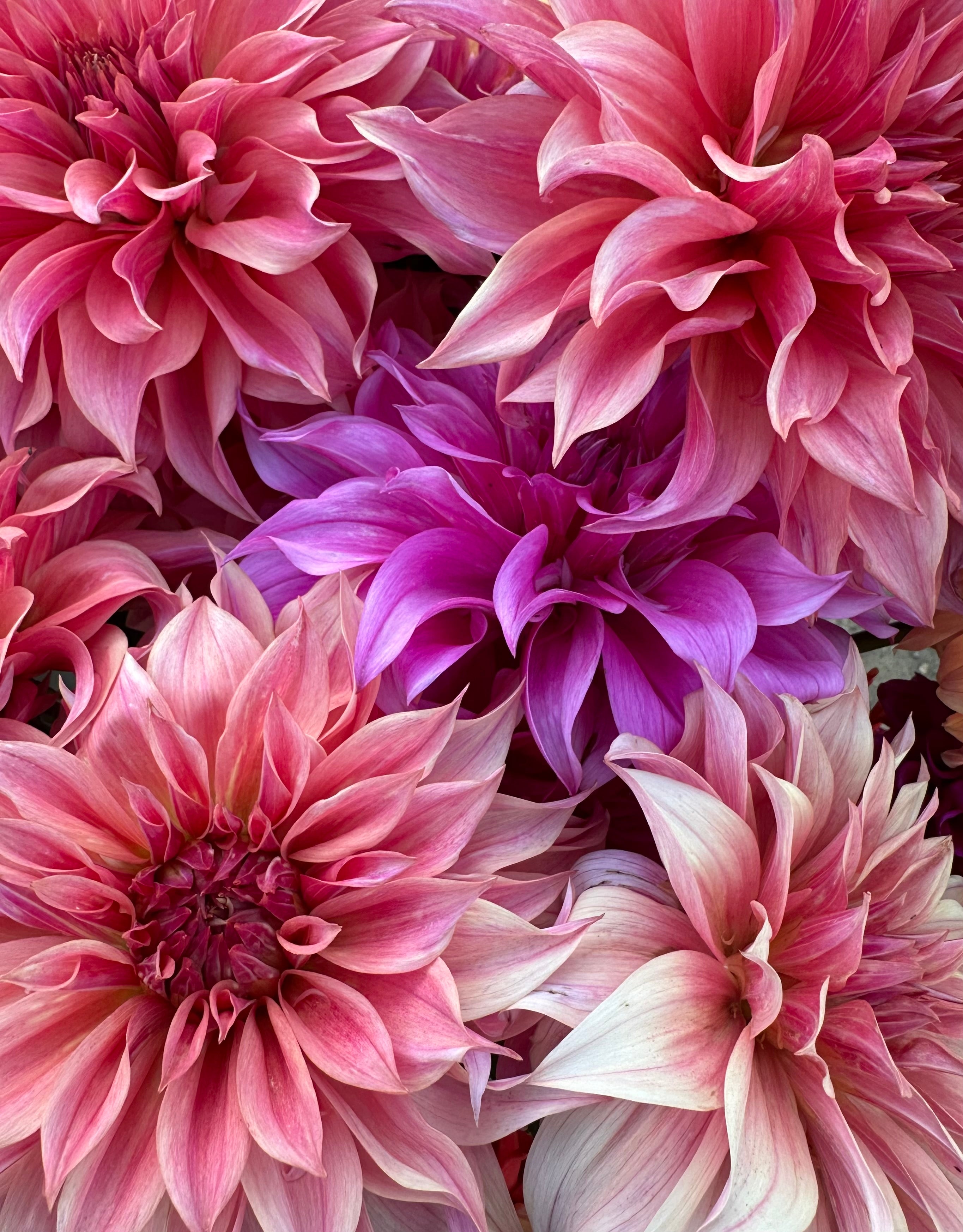 Seeonee Hills Flowers – seeoneehillsflowers